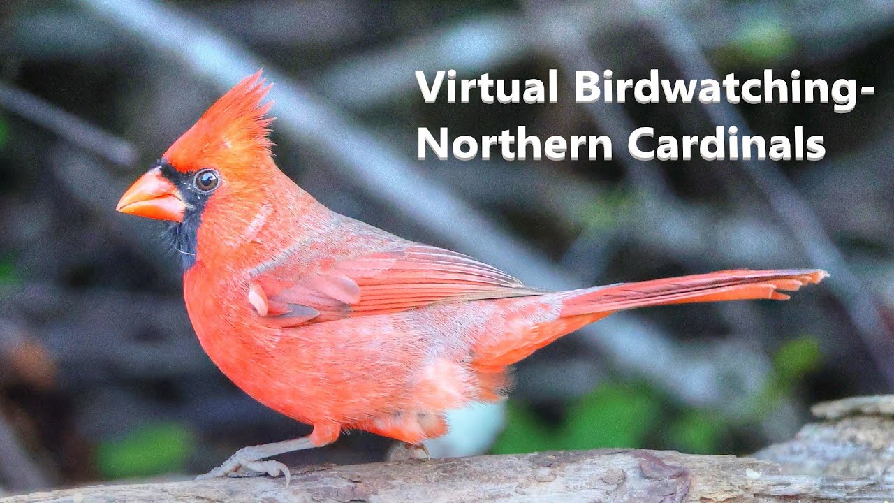 Northern Cardinal Angry Bird