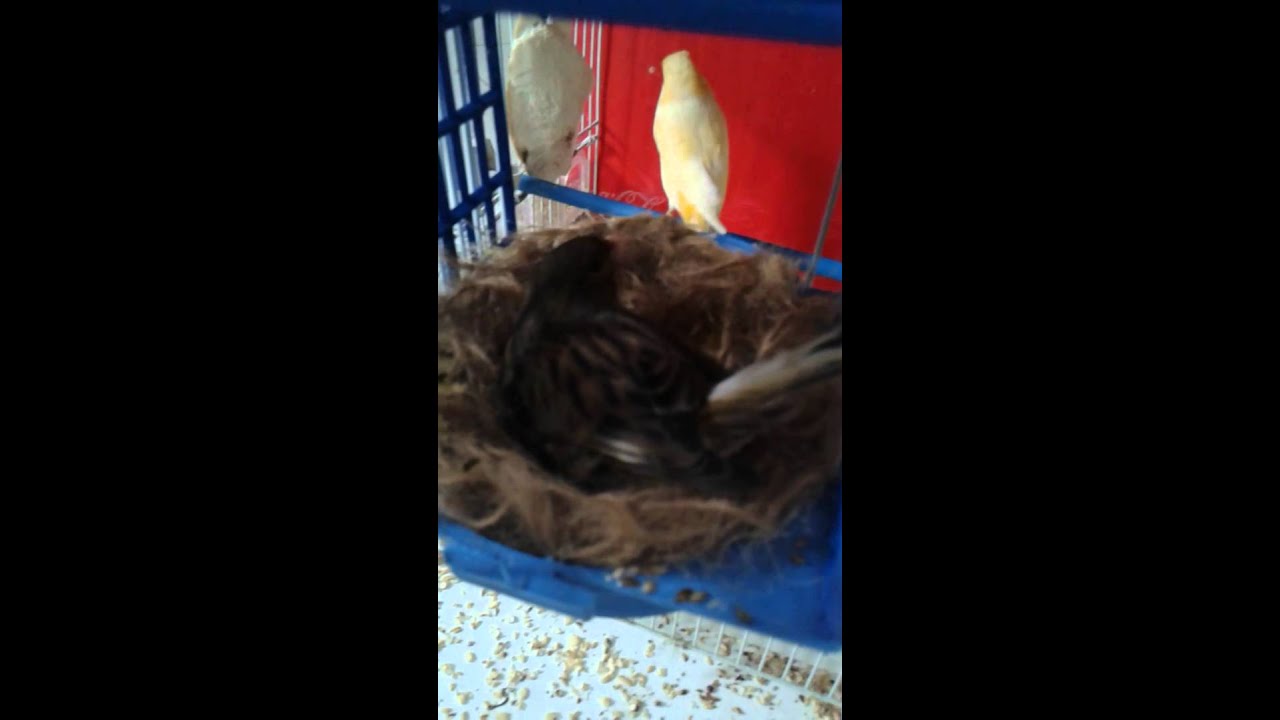 femelle canari au nid - YouTube
