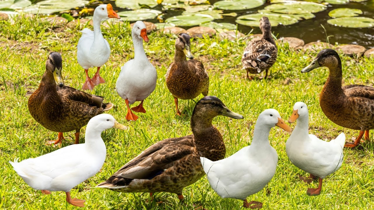 Kumpulan Hewan Bebek, Bebek Berenang, Bebek Makan, Bebek Lucu, Bebek ...