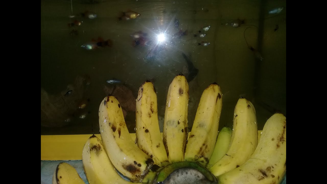 tip | MOLLIES FISH EATING RIPE BANANA - YouTube