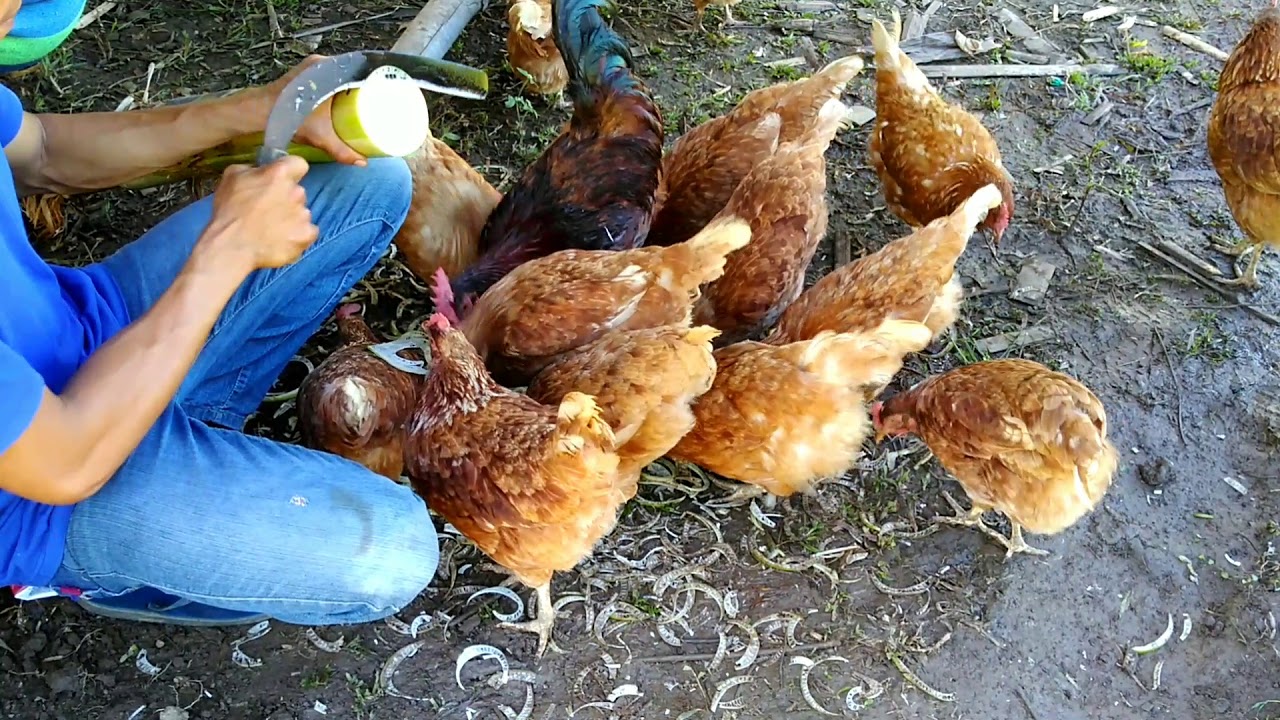 Free-range Chicken | Dekalb Brown - YouTube