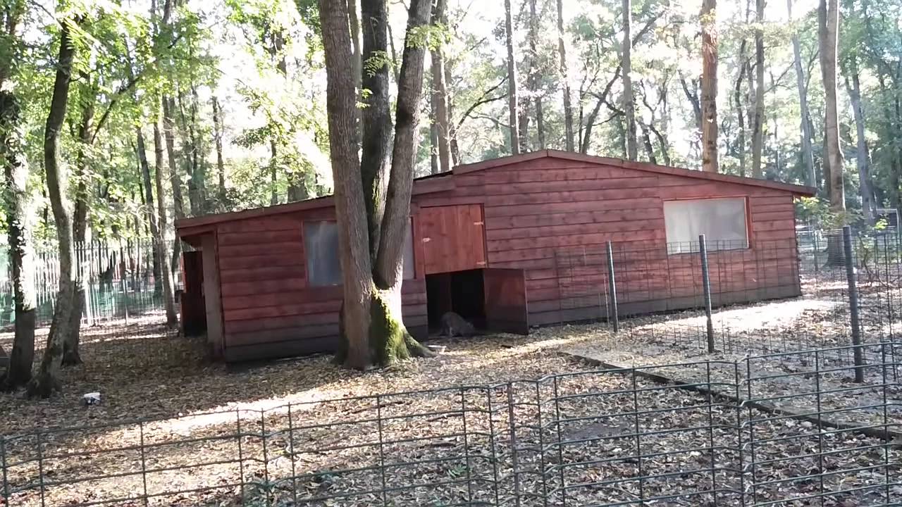 Gradina Zoologica din Timisoara - YouTube