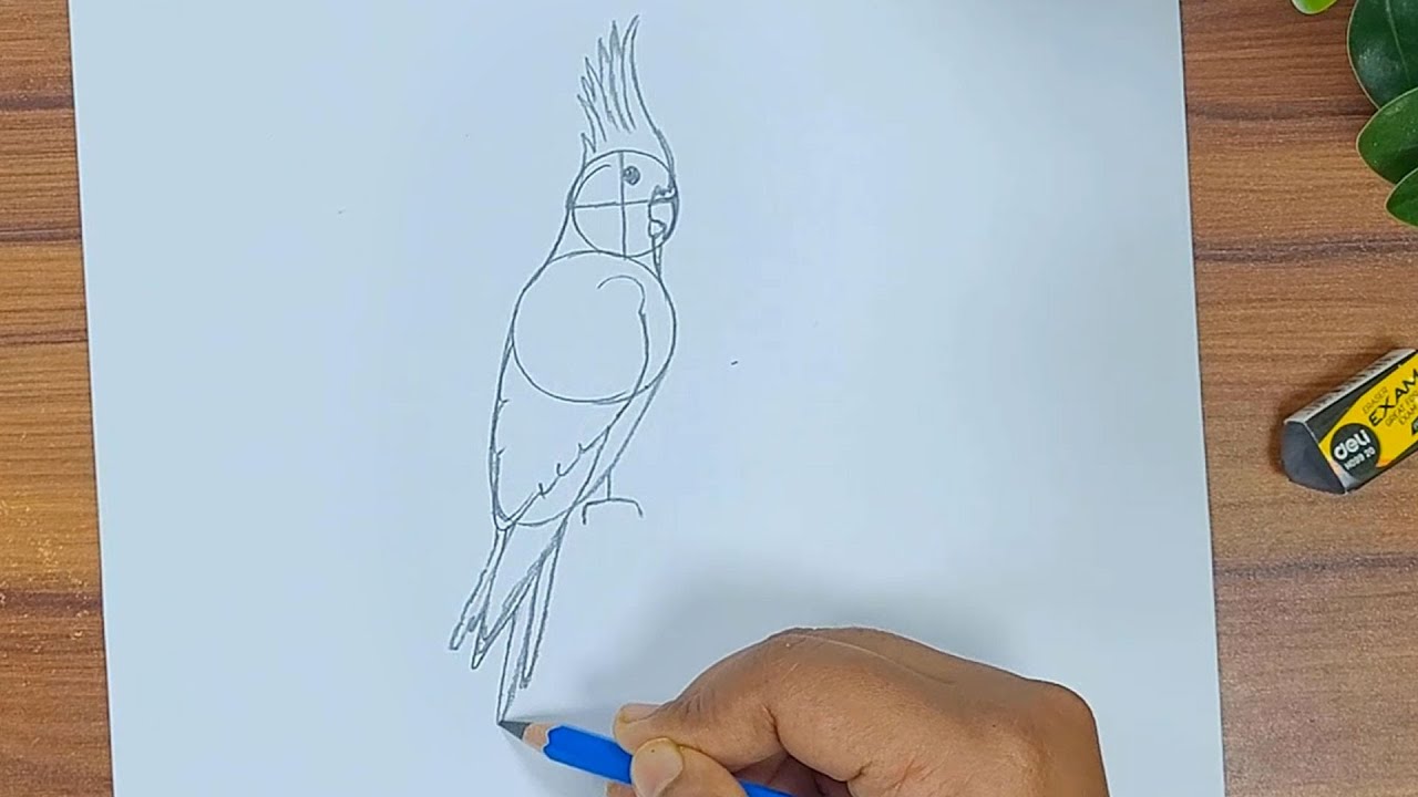 How To Draw A Cockatiel || Drawing Cockatoo Step By Step - YouTube