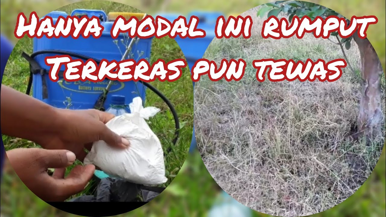 Membasmi rumput belulang sampai ke akar- akarnya - YouTube