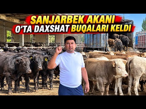 SANJARBEK AKANI O’TA DAXSHAT BUQALARI KELDI 