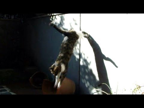 Slow motion cat jump - talking cat :D - YouTube