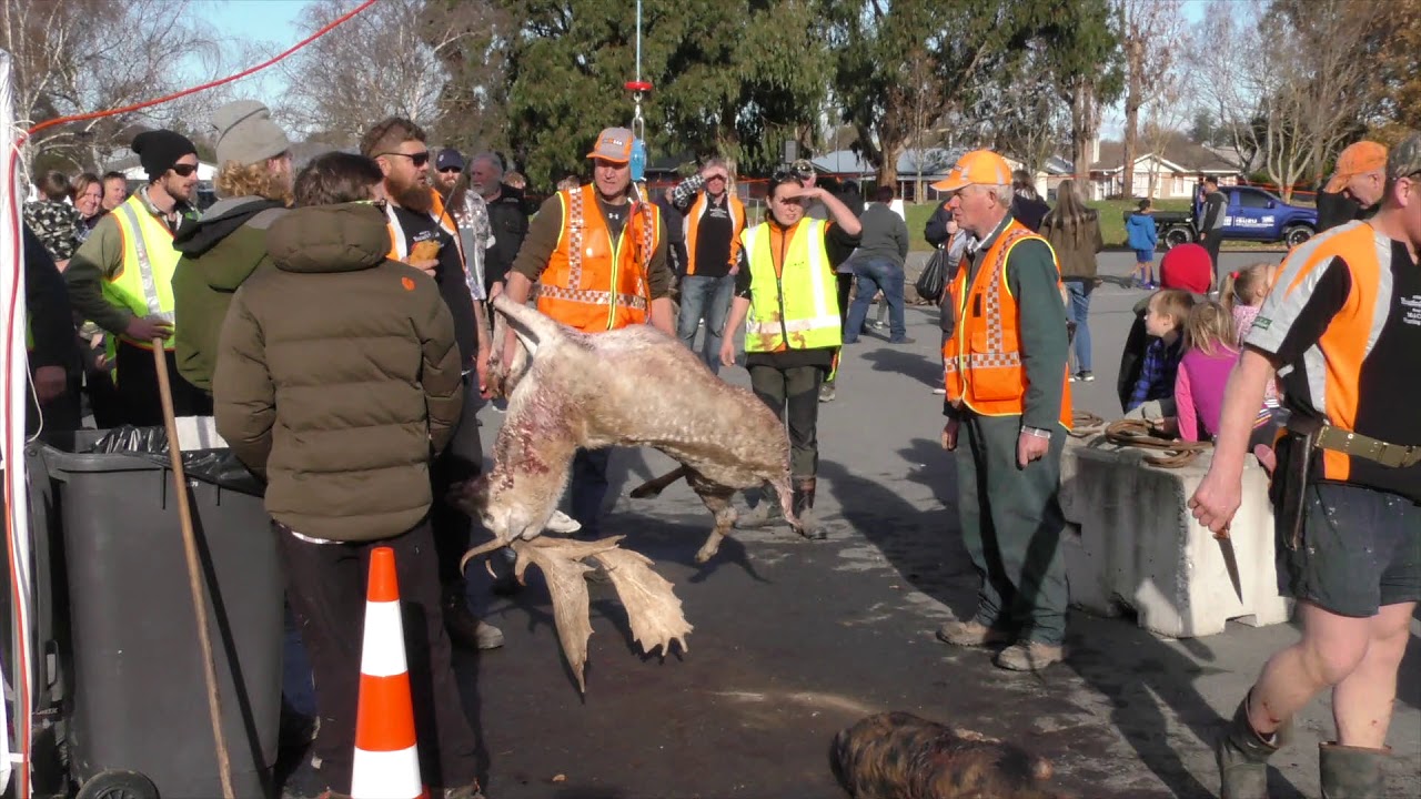 Mid Canterbury Hunting competition 2019 - YouTube
