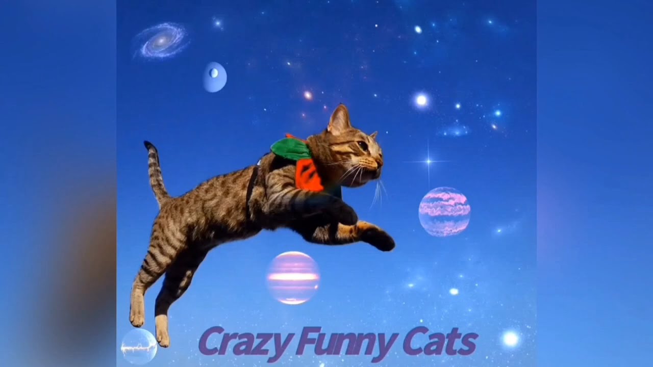 F1 🏎 VOLE vs BENGAL CAT 🐯🐭 - YouTube