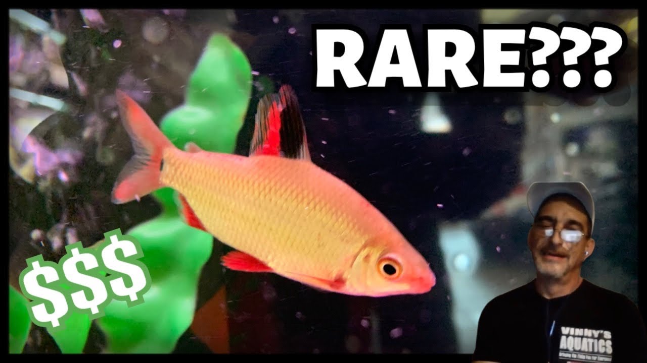 SUPER RARE FISH! $$$ Budget Buster! - YouTube