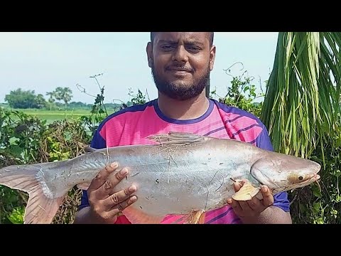Best pangash fish hunting scenes by fishing rod - YouTube