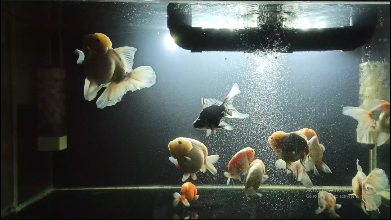 Goldfish dancing on spotlight - YouTube