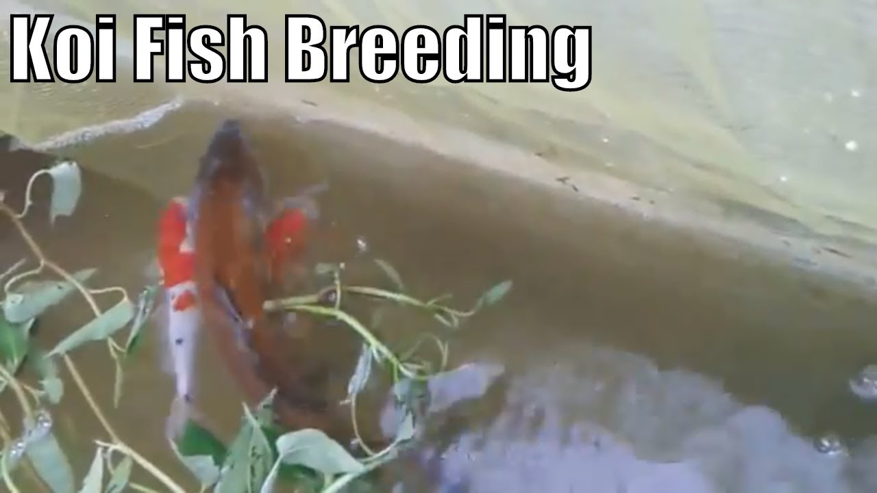 koi fish breeding in pond this is my koi fish kumonryu female and sanke ...