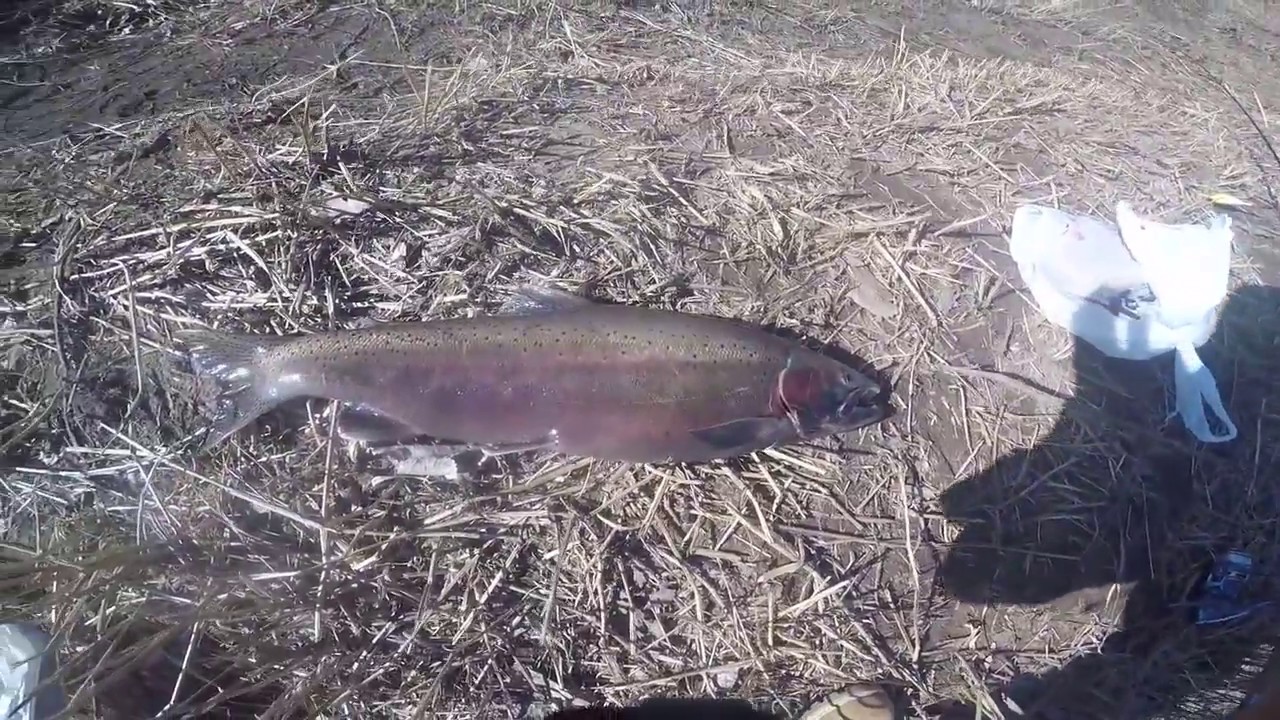 Root River Steel Head - YouTube