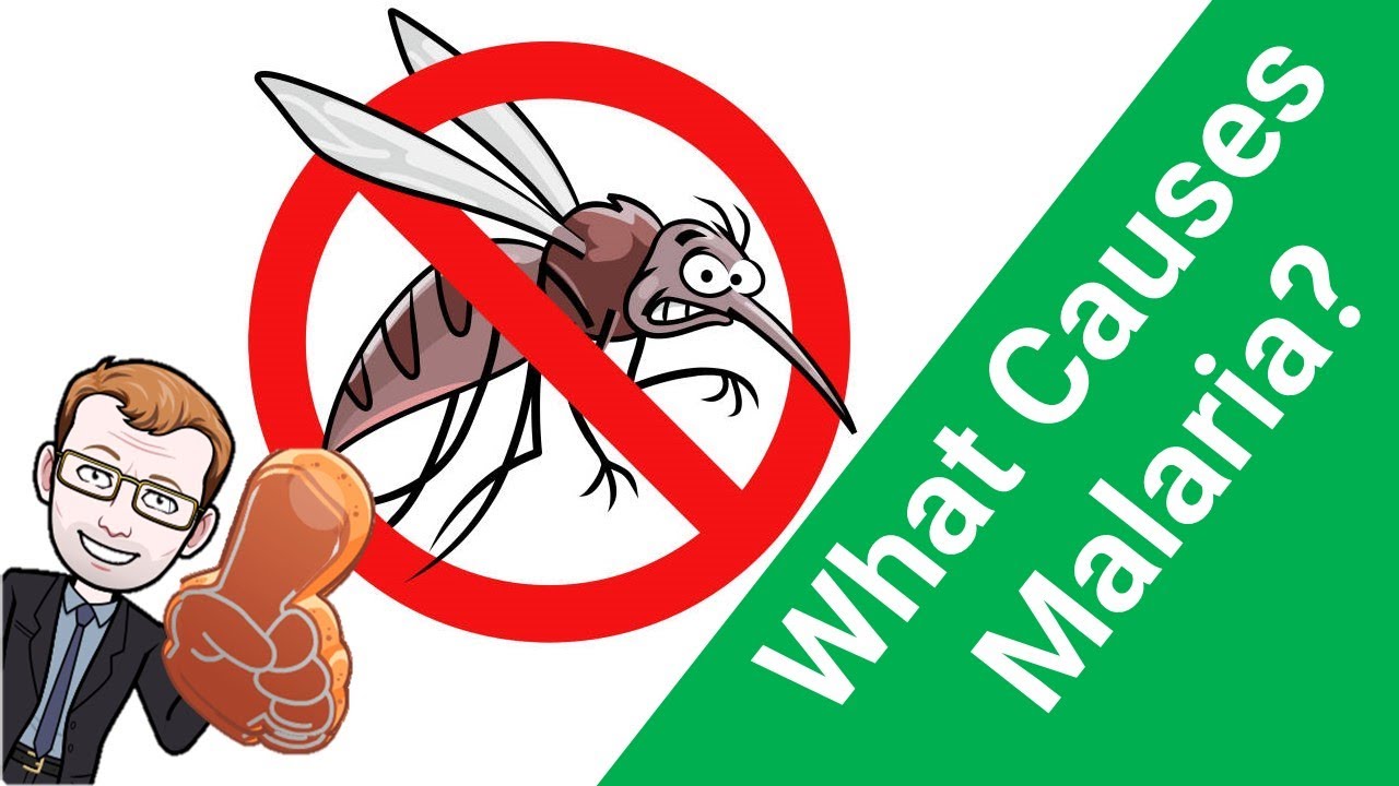 How to Teach About Malaria With a Model - YouTube