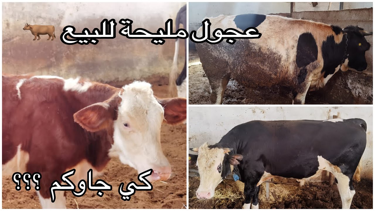 مشيت شفت عجول متنوعة للبيع ومحال ديال العلف حياةسميرة سميرة Youtube