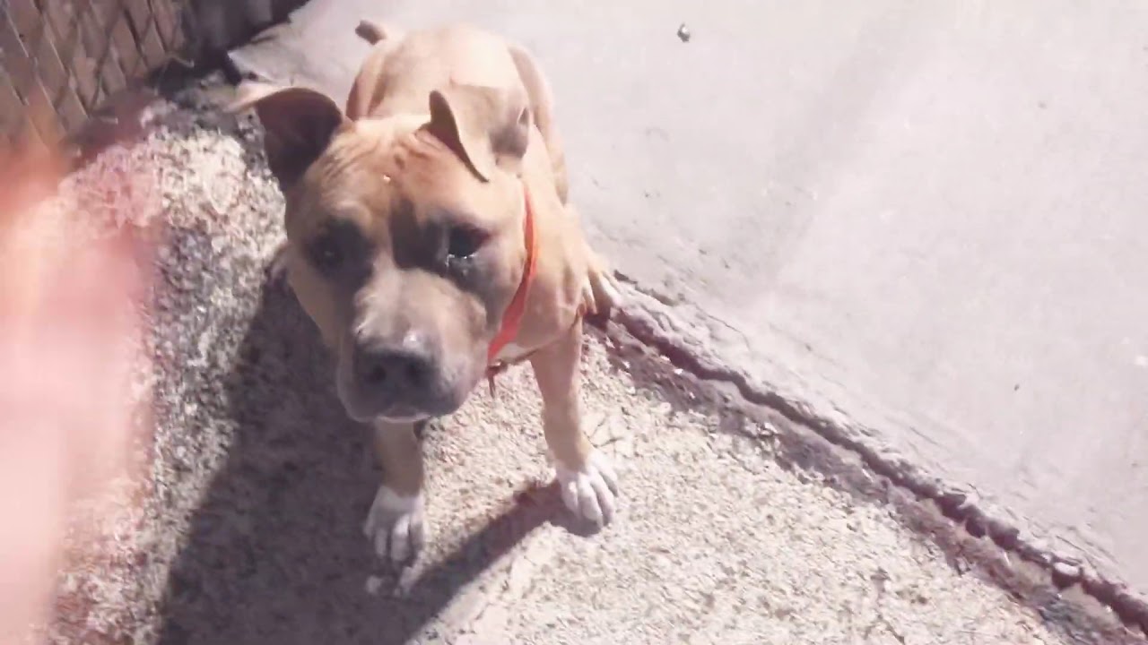 Debo gets the zoomies 72027 - YouTube