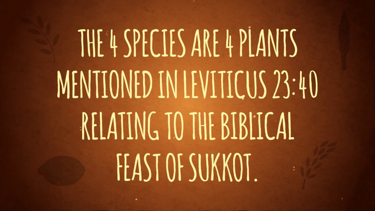 What Are The Four Species Of Sukkot - YouTube