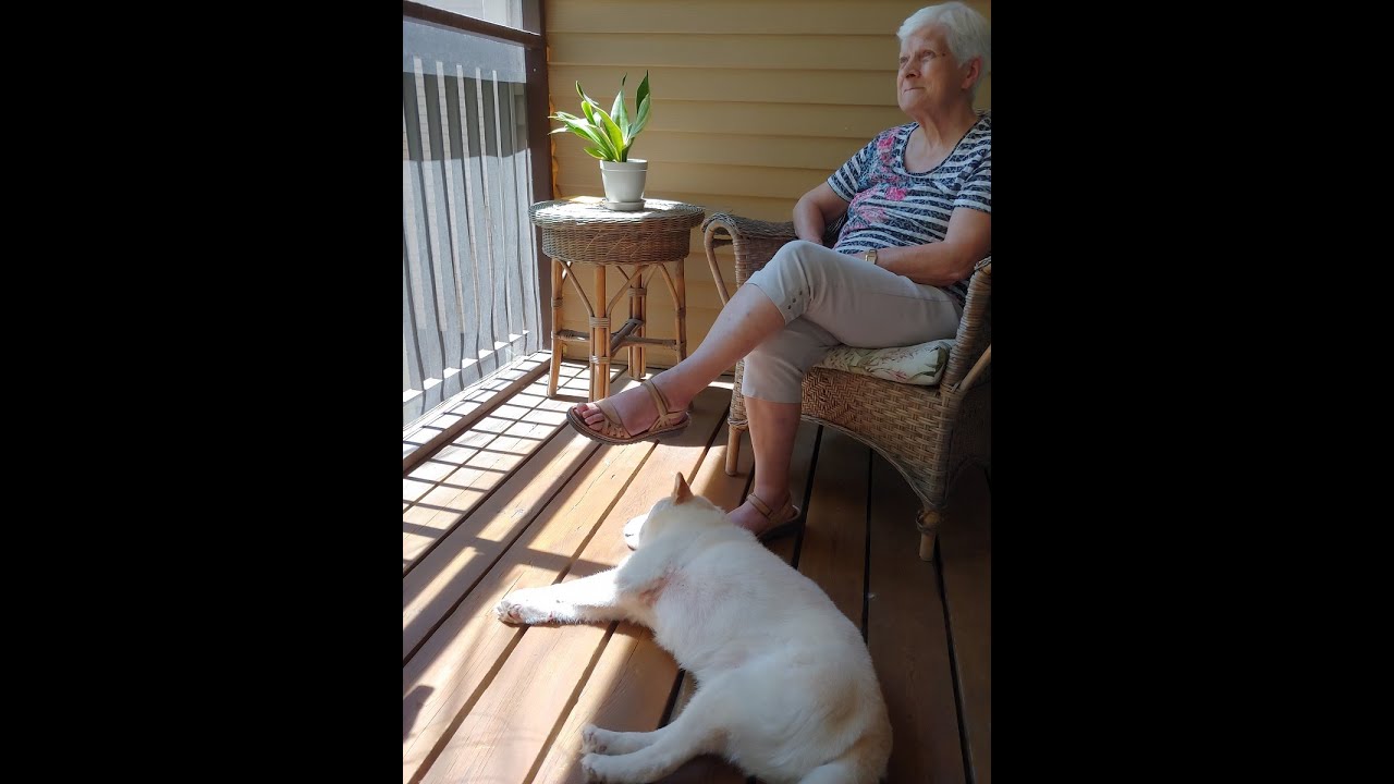 Shiba Inu & Japanese Etiquette: Emperor Kiyotuki Waits - YouTube