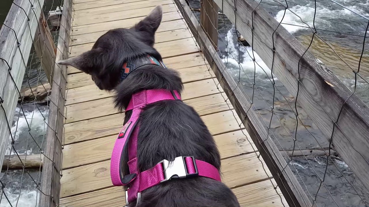 My Dogs Visit A Swinging Bridge - YouTube