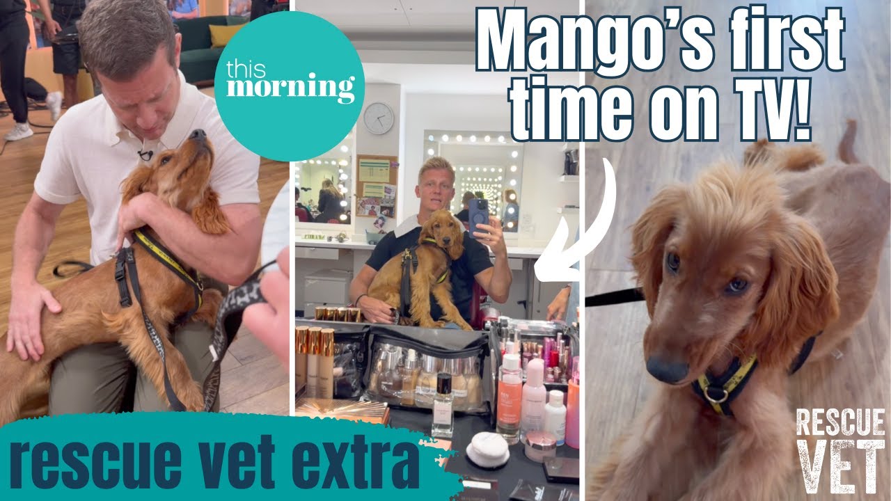 I took my rescue dog on This Morning! Mango's first time on TV | RESCUE ...