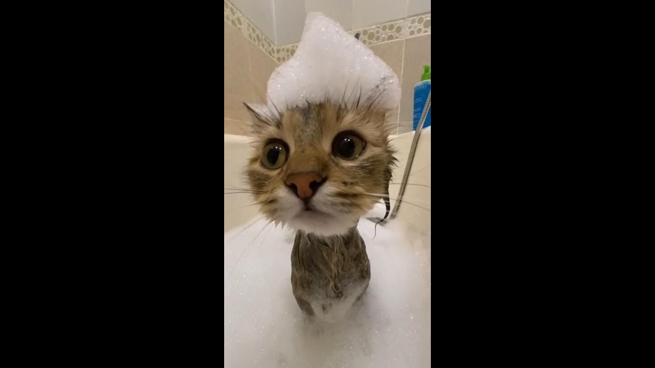 Happy and Funny cats compilation - YouTube