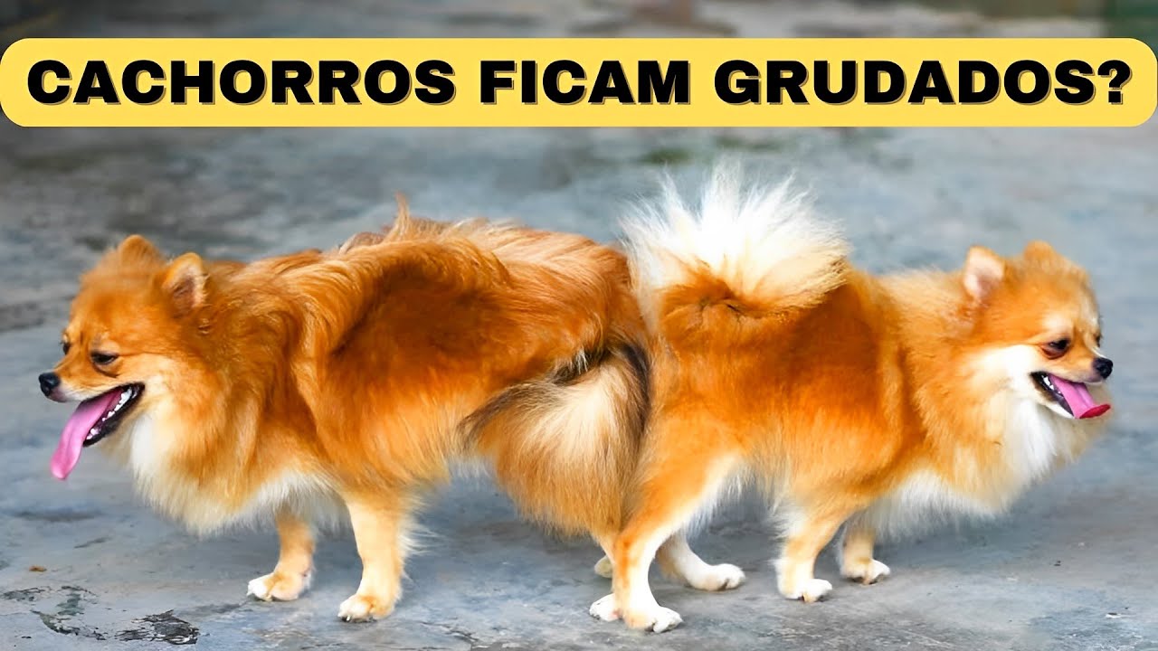 🚨 POR QUE OS CACHORROS FICAM GRUDADOS? 🐶🐕 - YouTube