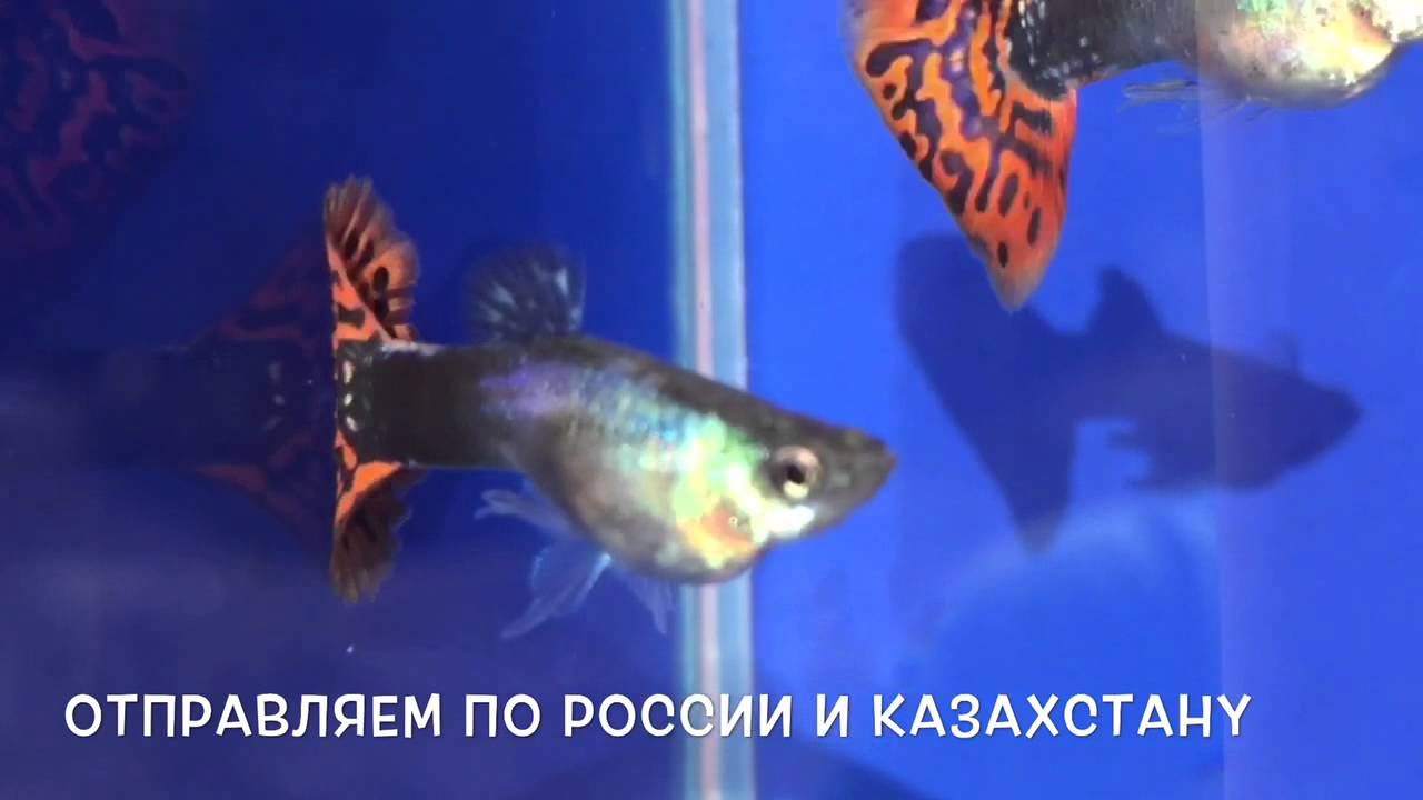 Poecilia reticulata Гуппи гвоздика Guppy Blue Variegated Male - YouTube