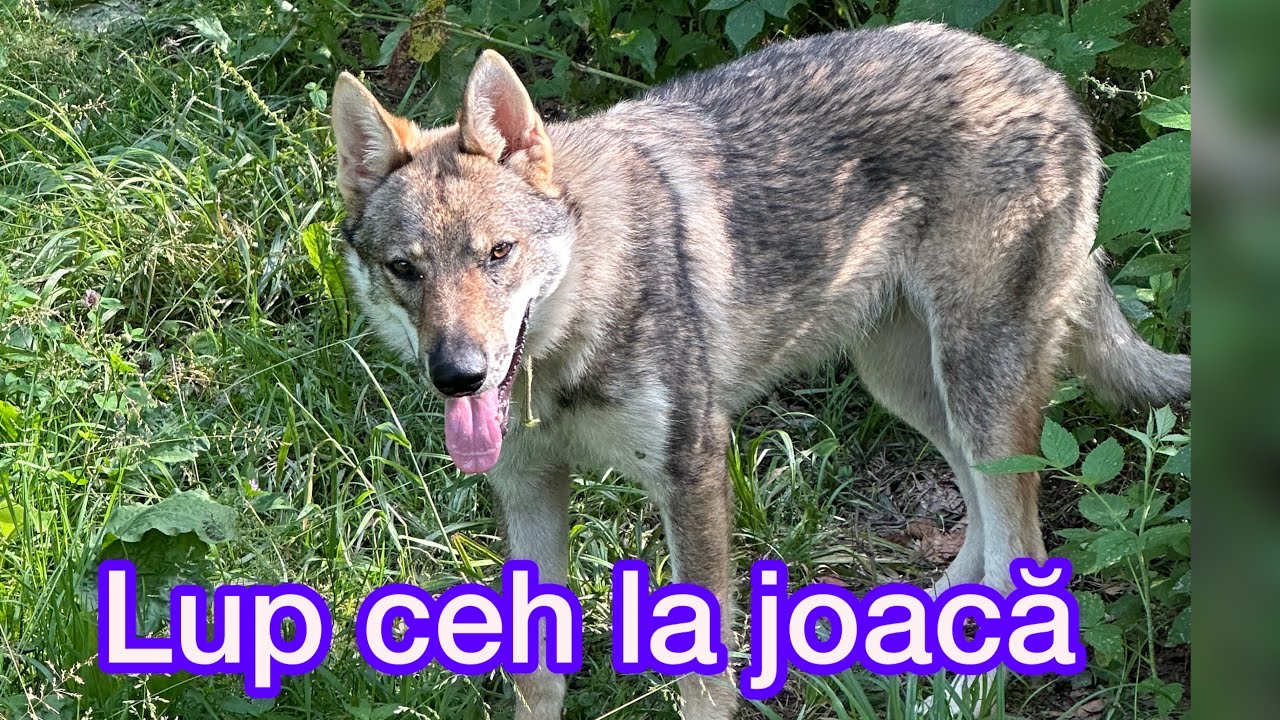 Lup ceh filmat cum se joacă !!! - YouTube