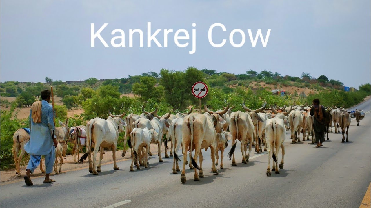Morning Of Kankrej Cows Of Thar Desert || Kankrej Cow || Kankrej Cow ...