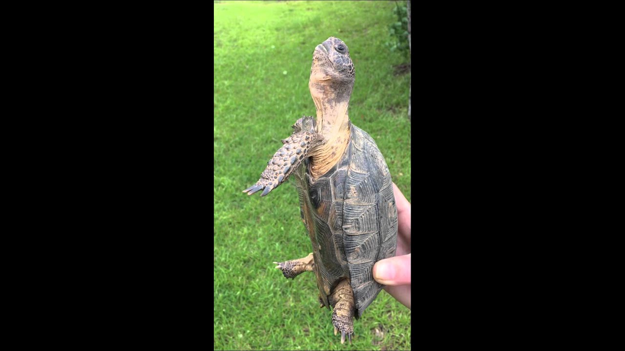 Turtle waving hello and good bye. - YouTube
