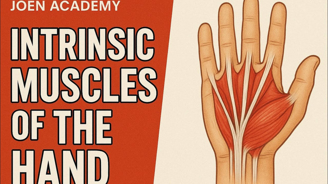 The Intrinsic Muscles of The Hand - How they Work and Their Nerve ...