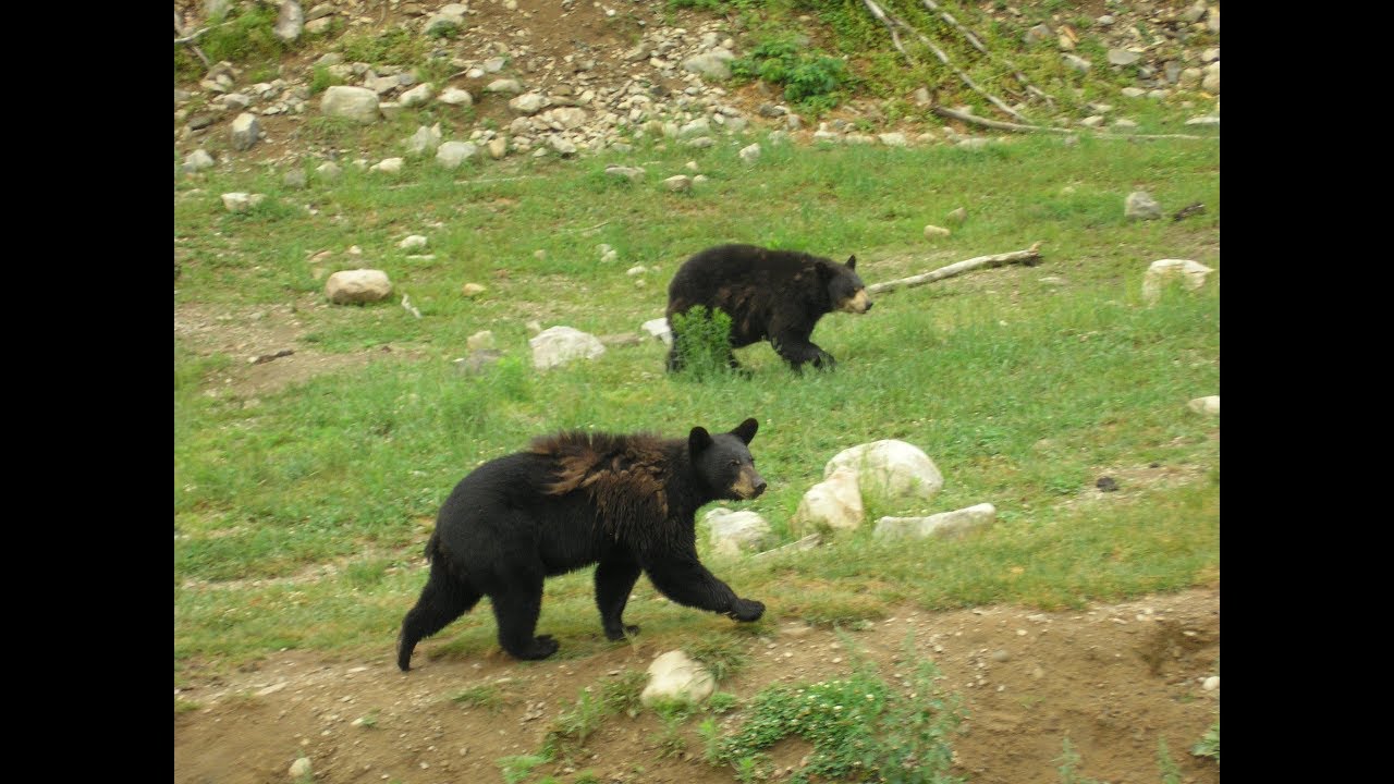 Parque Omega - Canadá - Osos Grizzly - - YouTube