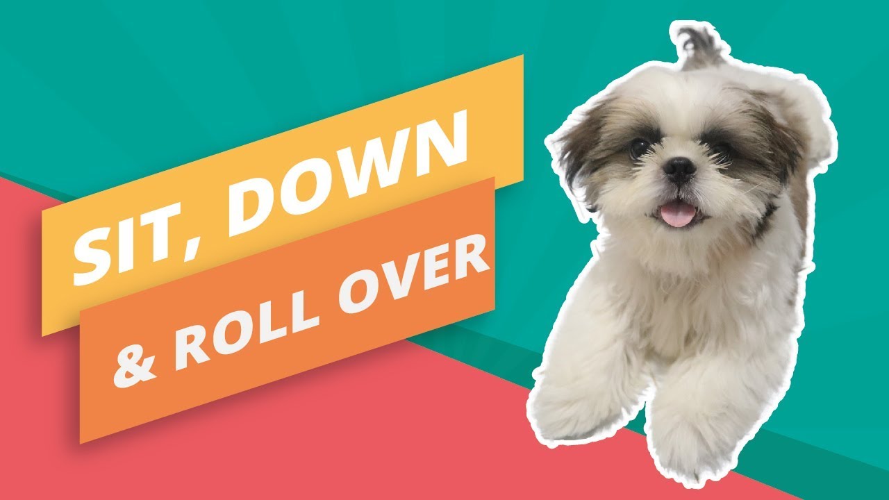 PUPPY SHIH TZU TRAINING | SIT, DOWN & ROLL OVER - YouTube