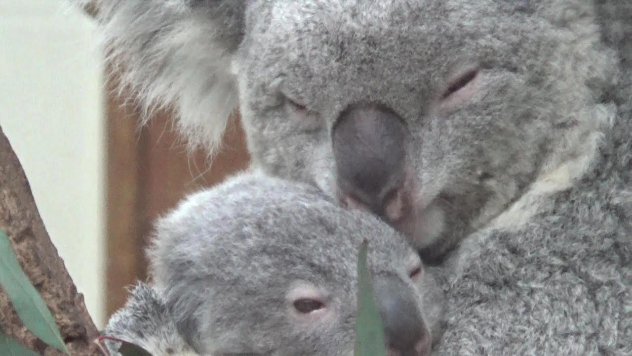 コアラの親子が可愛い Cute koala family #420 【Cute animal videos】【こども動物自然公園】 - YouTube