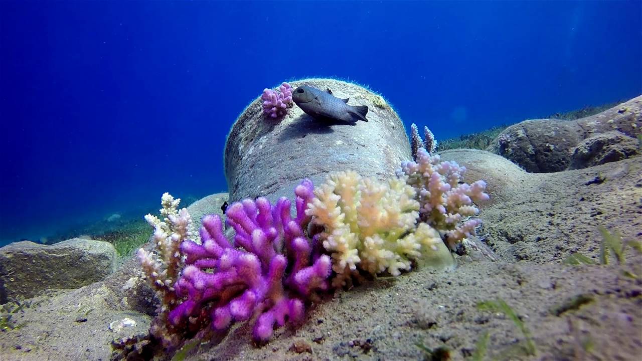 HD Red Sea Fish / pitcher bottom of the sea / tripod / corals 3 color ...