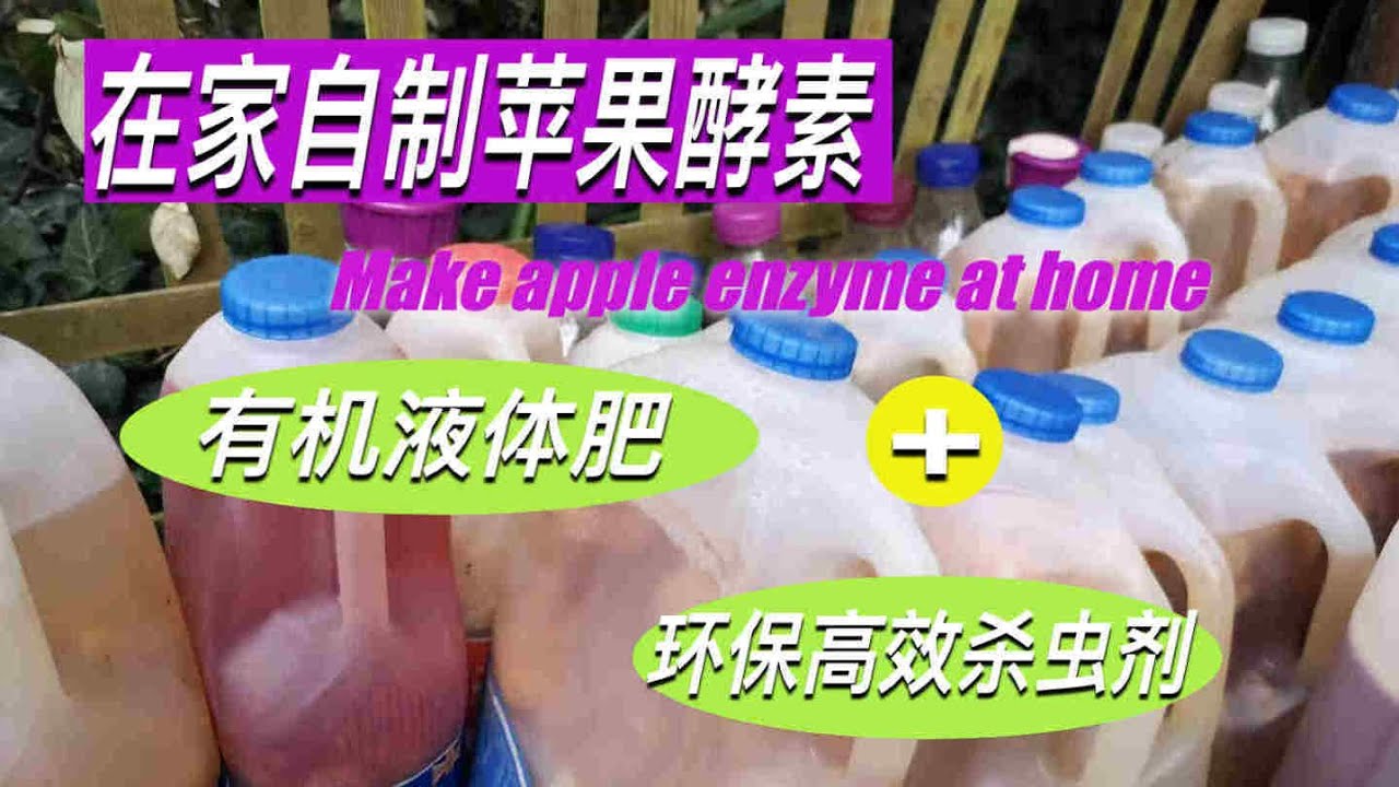 在家自制苹果酵素 Make apple enzyme at home 种植有机蔬菜必用 隆重推荐一种低成本、零污染、有机液体肥以及高效环保杀虫 ...
