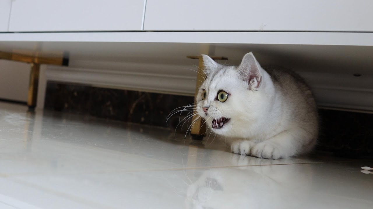 The Cutest Predator Watch The Most Adorable Chattering - YouTube