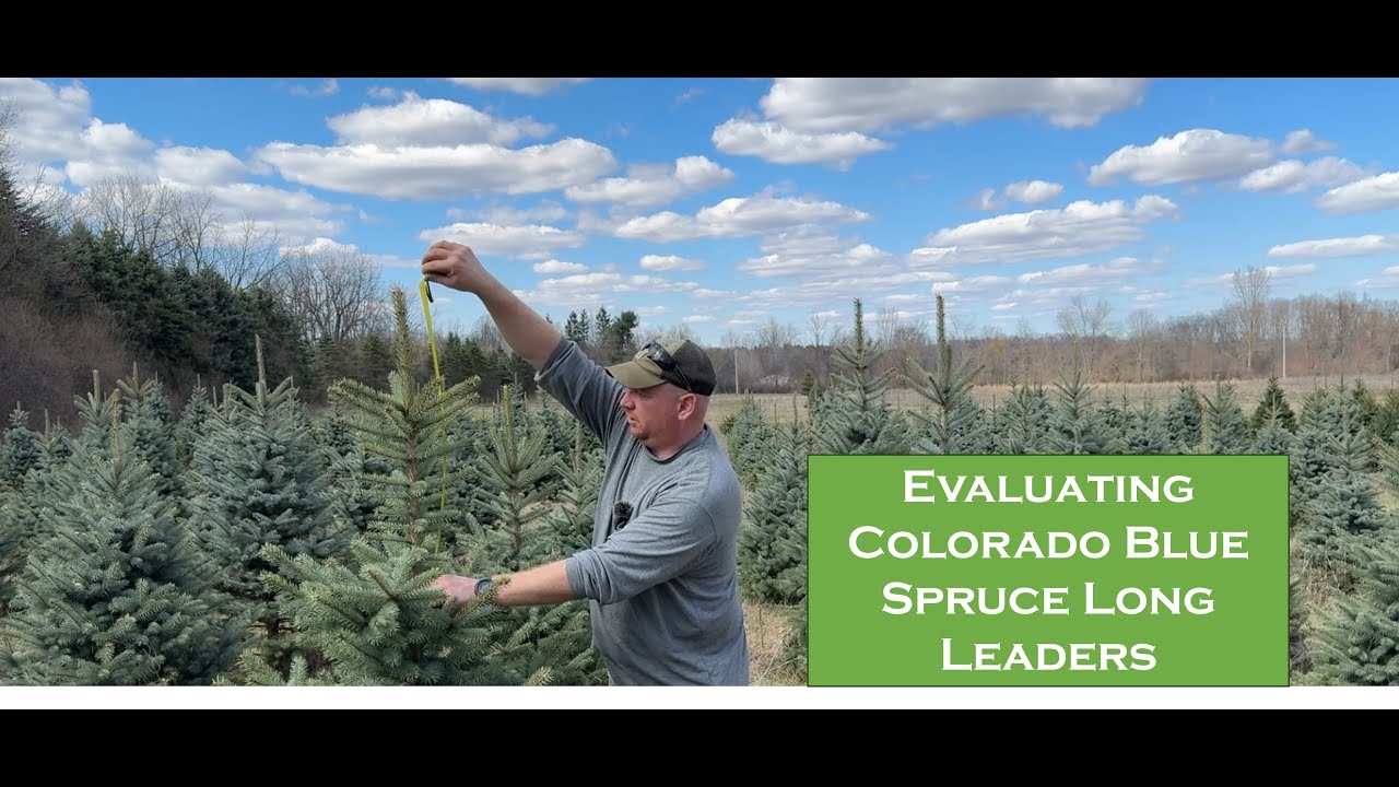 Do Longer Leaders Grow Better Christmas Trees? 2-Year Colorado Blue ...