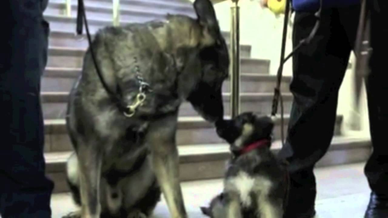 Cracker The Best Dog In Vietnam - YouTube