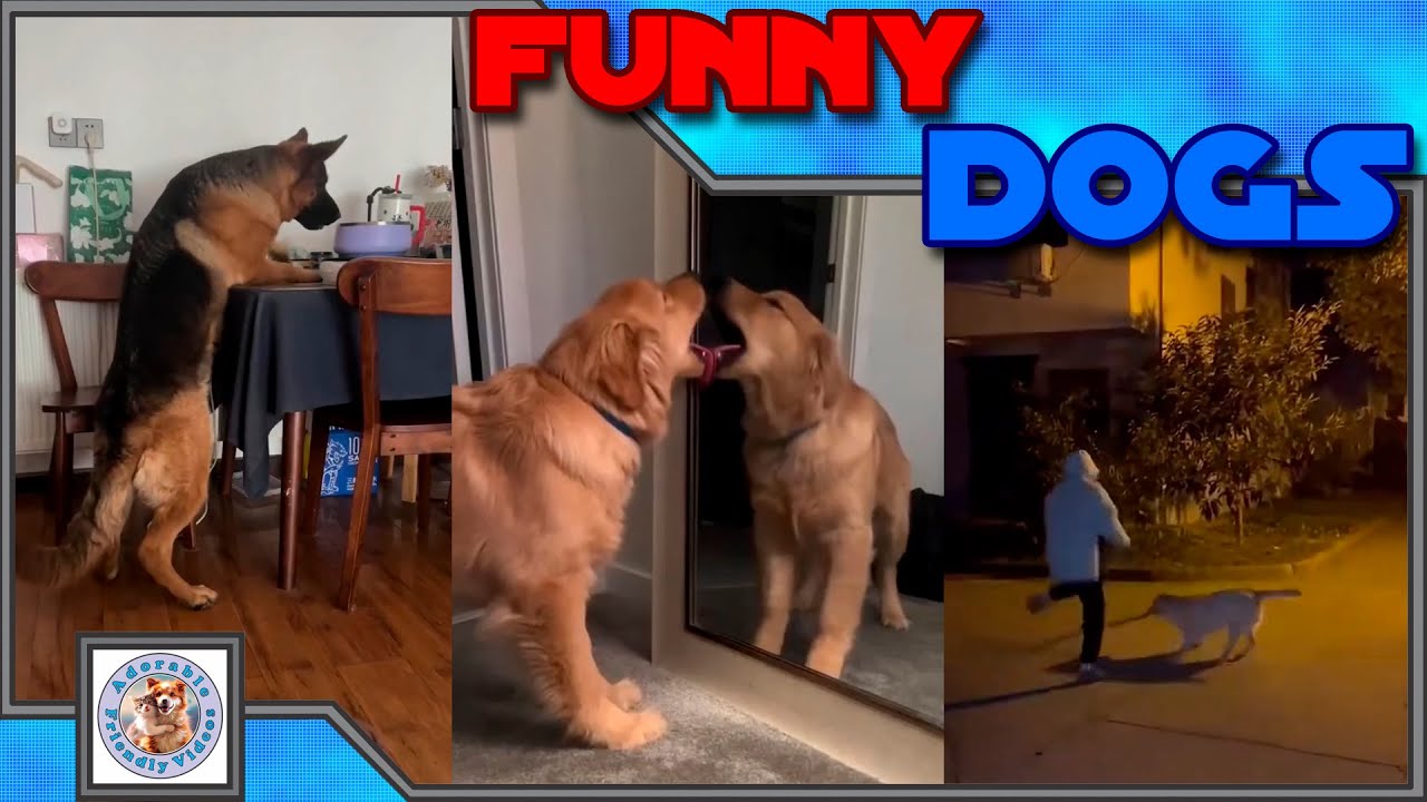Compilation of funny dogs! Choose your favorite and leave a comment ...
