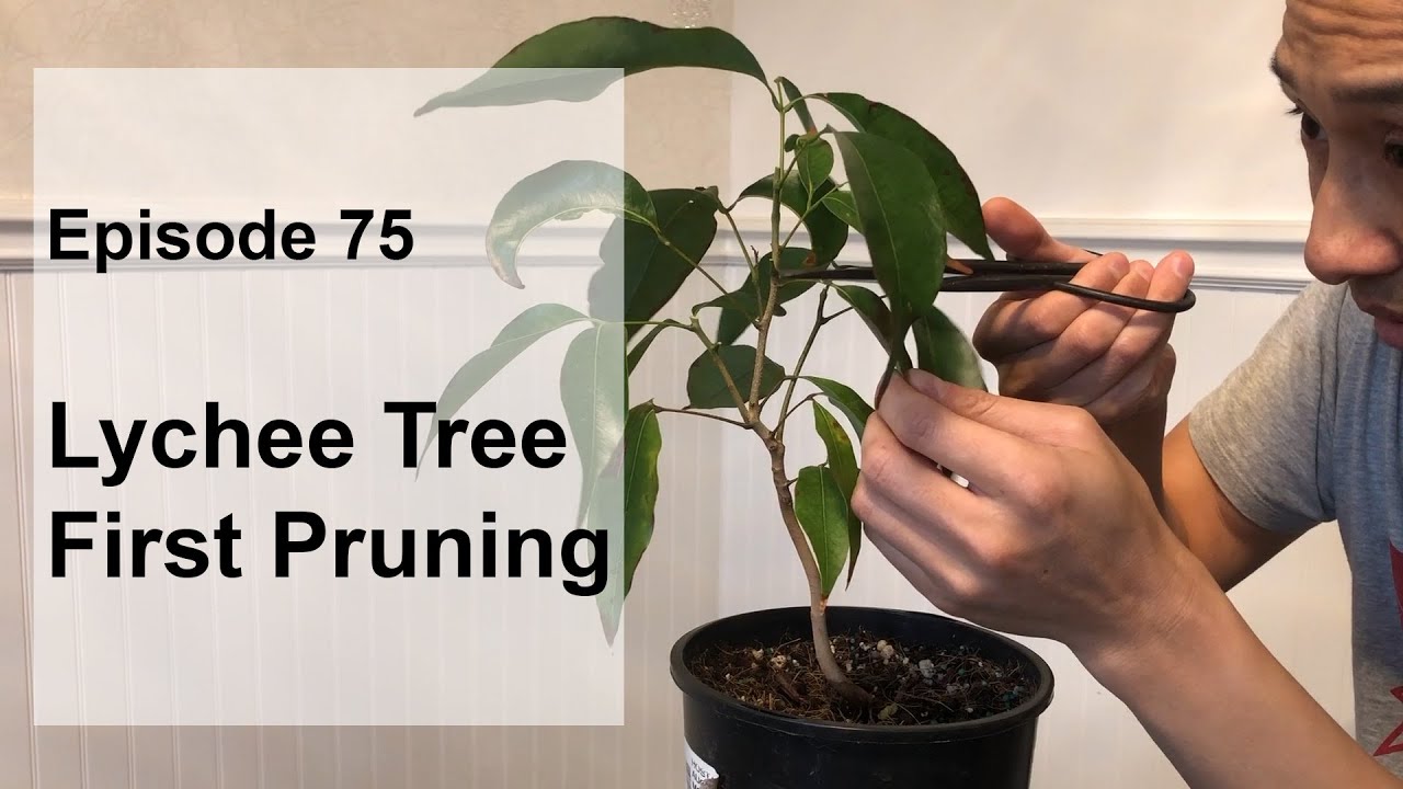 Episode 75, Lychee Tree First Pruning - YouTube