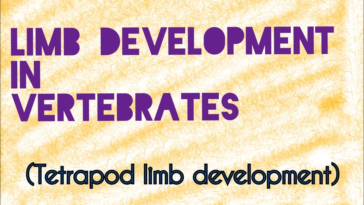 Limb development | Tetrapod limb development | Limb bud | Hox genes ...