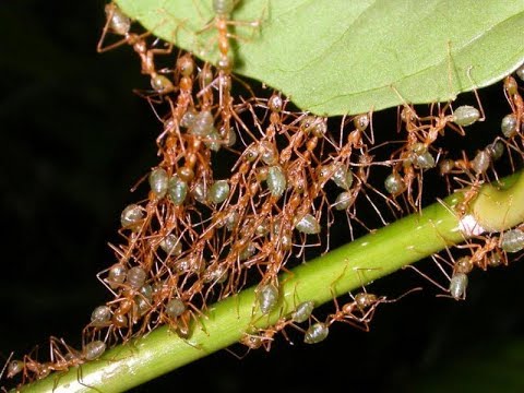 Top 10 deadliest Ants in the World - YouTube