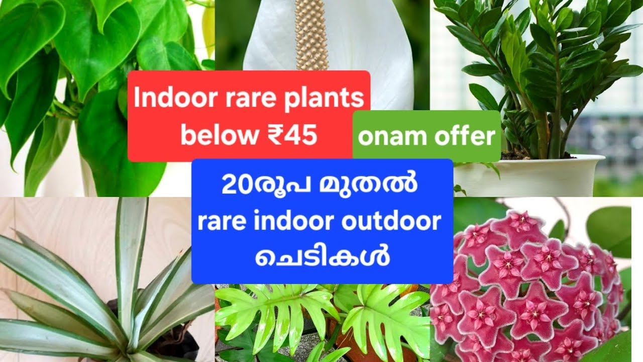 20രൂപ മുതൽ 45രൂപ വരെ rare indoor outdoor plants onam offersale - YouTube
