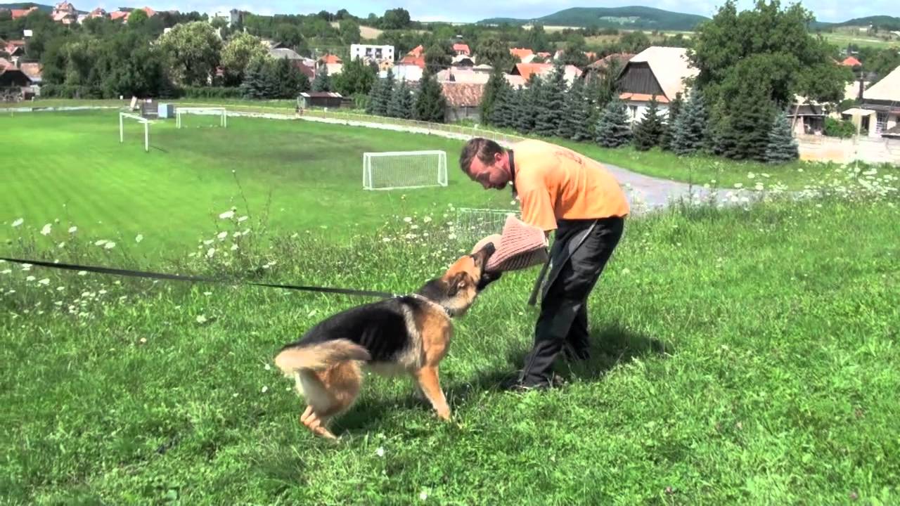 Falco K9 Academy Video Blog 013 - YouTube