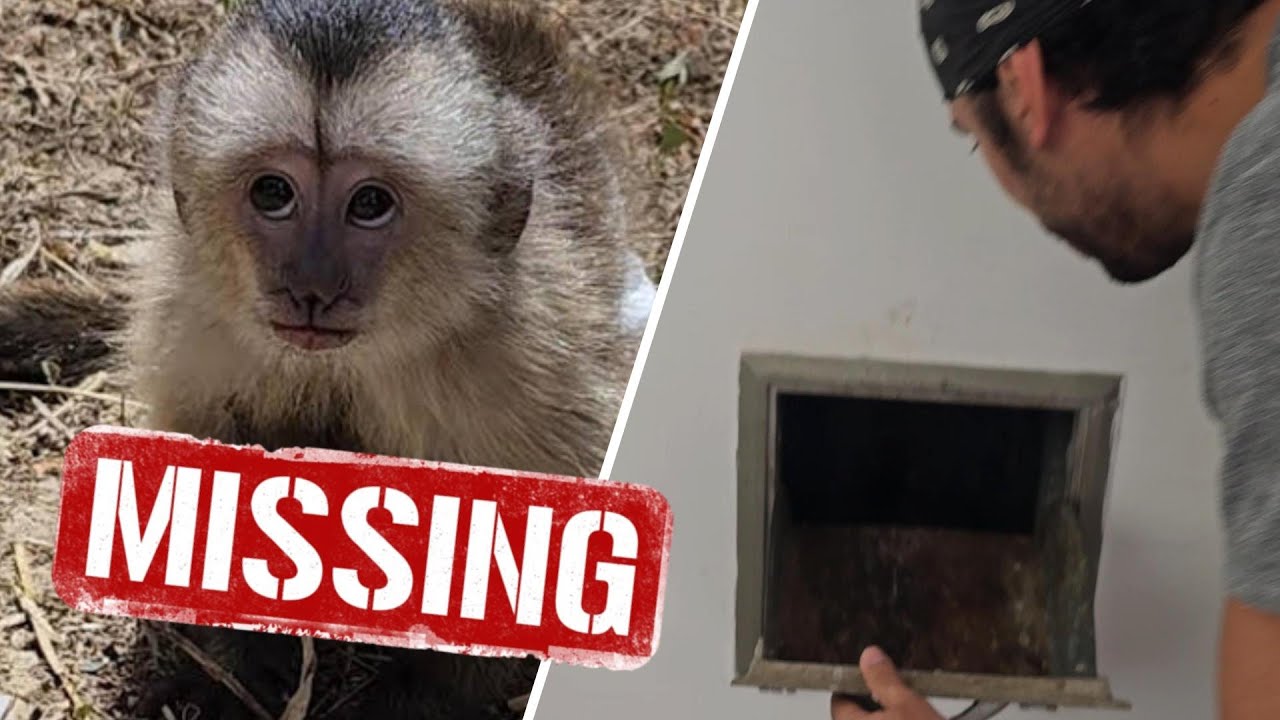 Kuky the monkey gets lost accidentally 🐵🐒⚠⚠🐵🐵 - YouTube