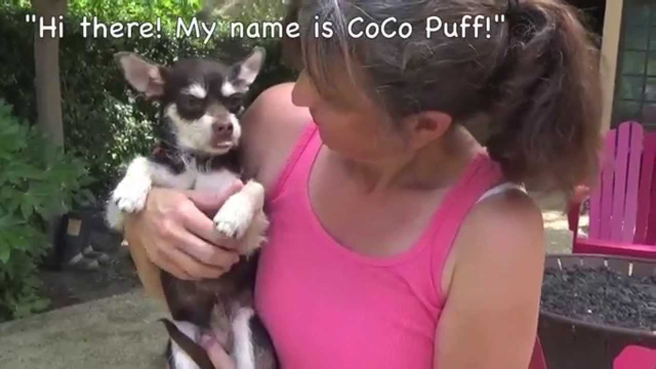 Adopt CoCo Puff! An Adorable 10 Month Puppy! - YouTube