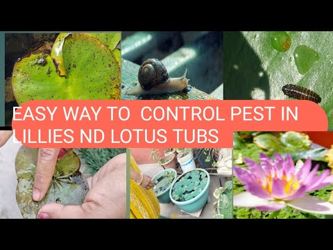 Easy way to control pest in LILLIES nd LOTUS tubs#gardening #giveaway ...