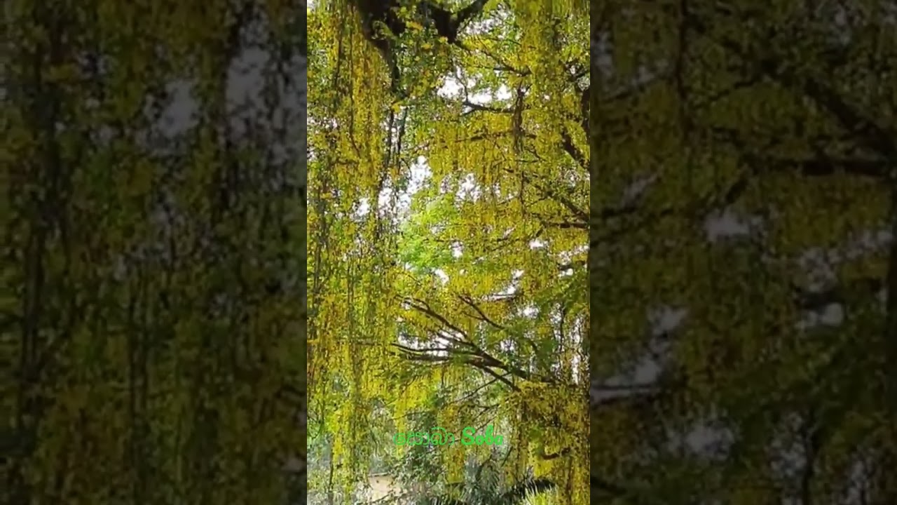 Cat's Claw Creepers - YouTube