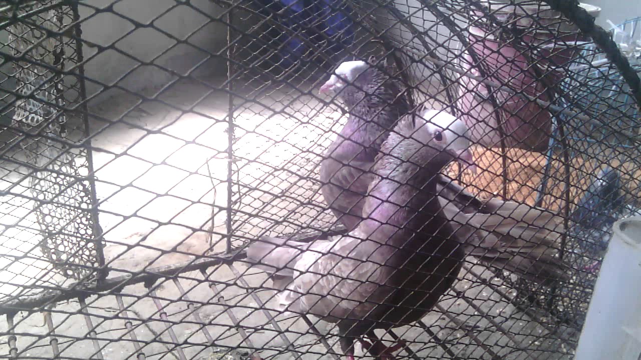 bbbbbbbbbbbbbbbb - YouTube